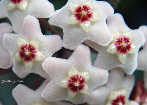 Las flores más raras y curiosas del mundo