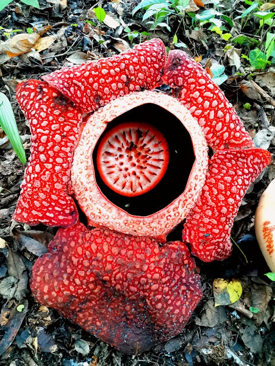 Las flores más raras y curiosas del mundo